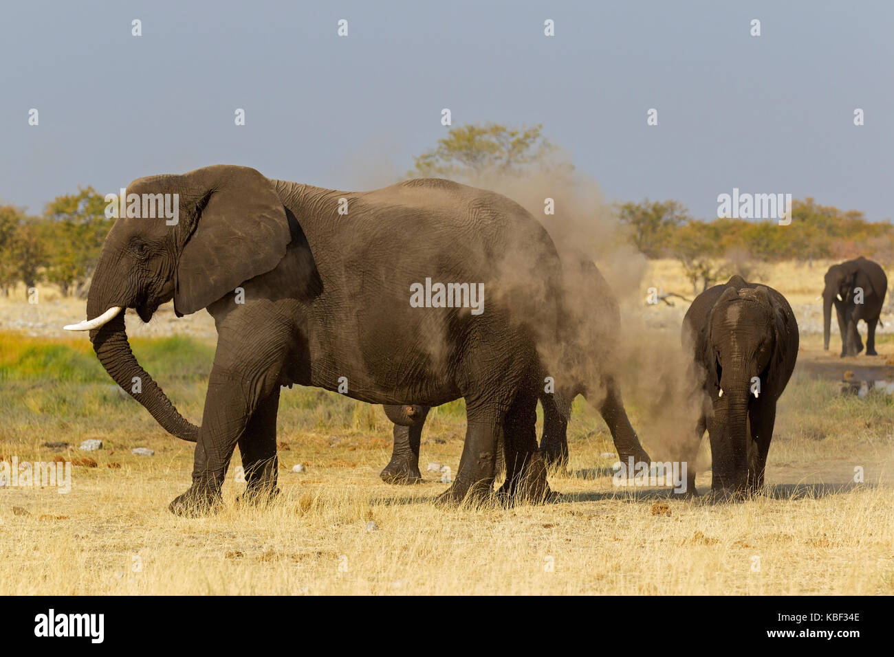 African Bush Elephant, African Savanna Elephant Stock Photo - Alamy