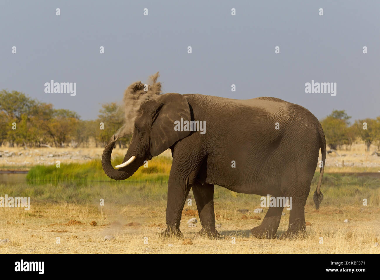 African Bush Elephant, African Savanna Elephant Stock Photo - Alamy