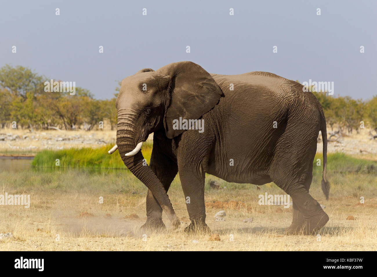 African Bush Elephant, African Savanna Elephant Stock Photo - Alamy