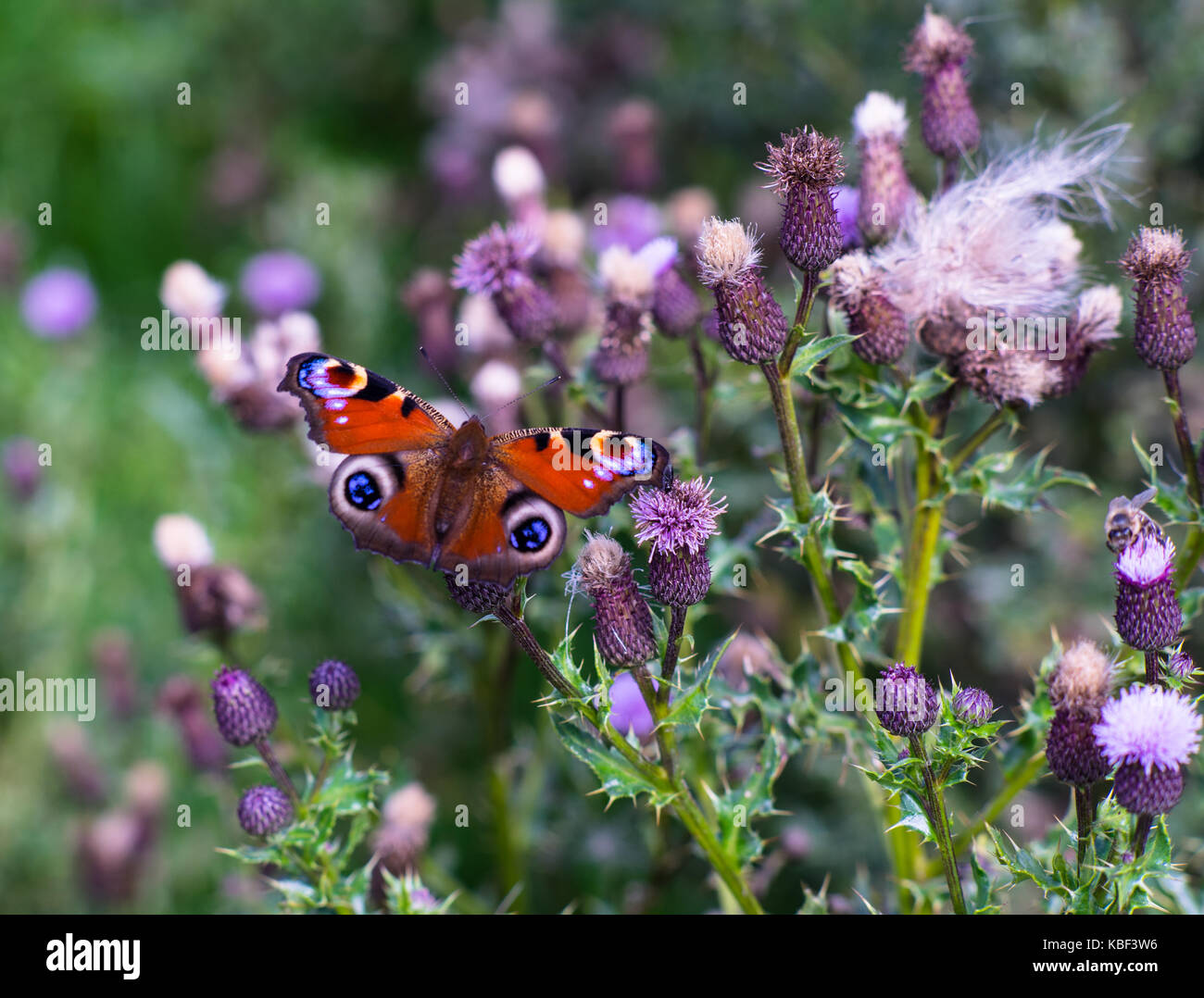 European Peacock butterfly Stock Photo - Alamy