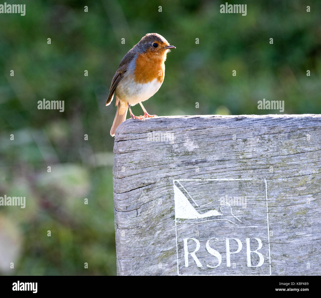 Rspb sign hi-res stock photography and images - Alamy