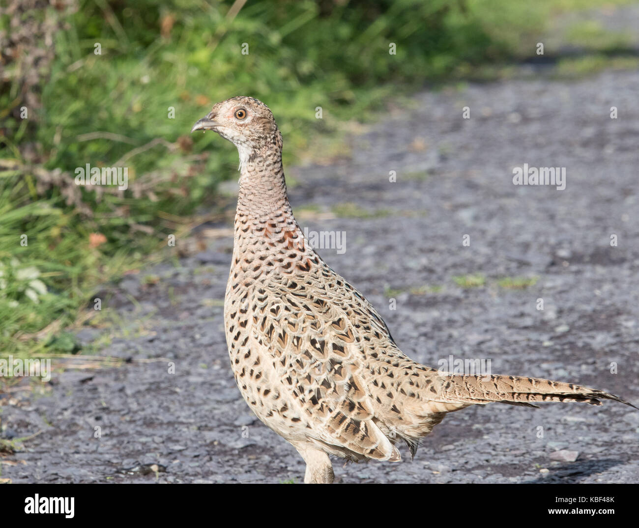 Flying pheasant wild hi-res stock photography and images - Alamy