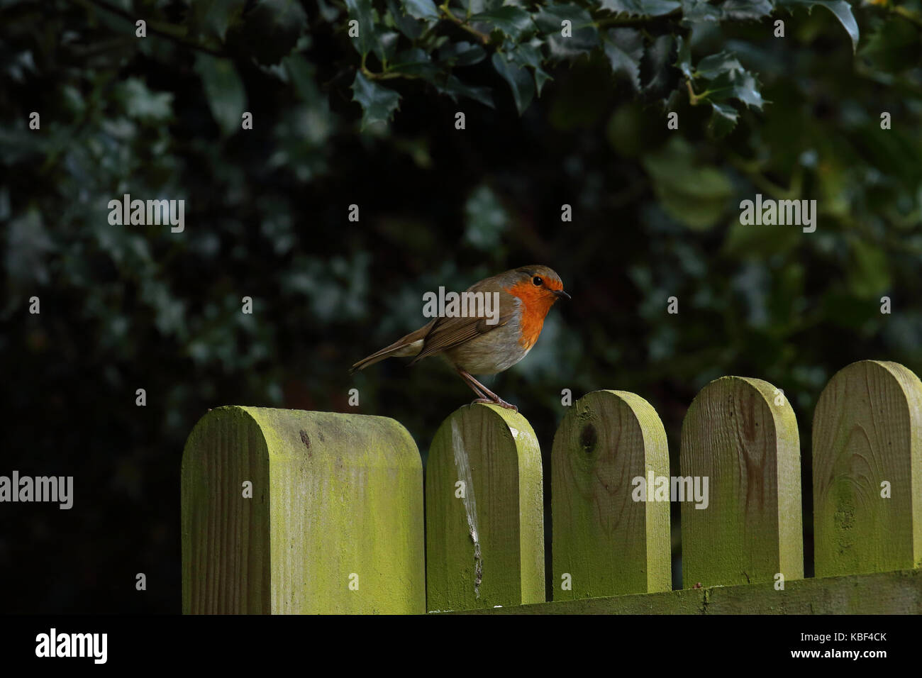 Robin on a garden fence Stock Photo - Alamy