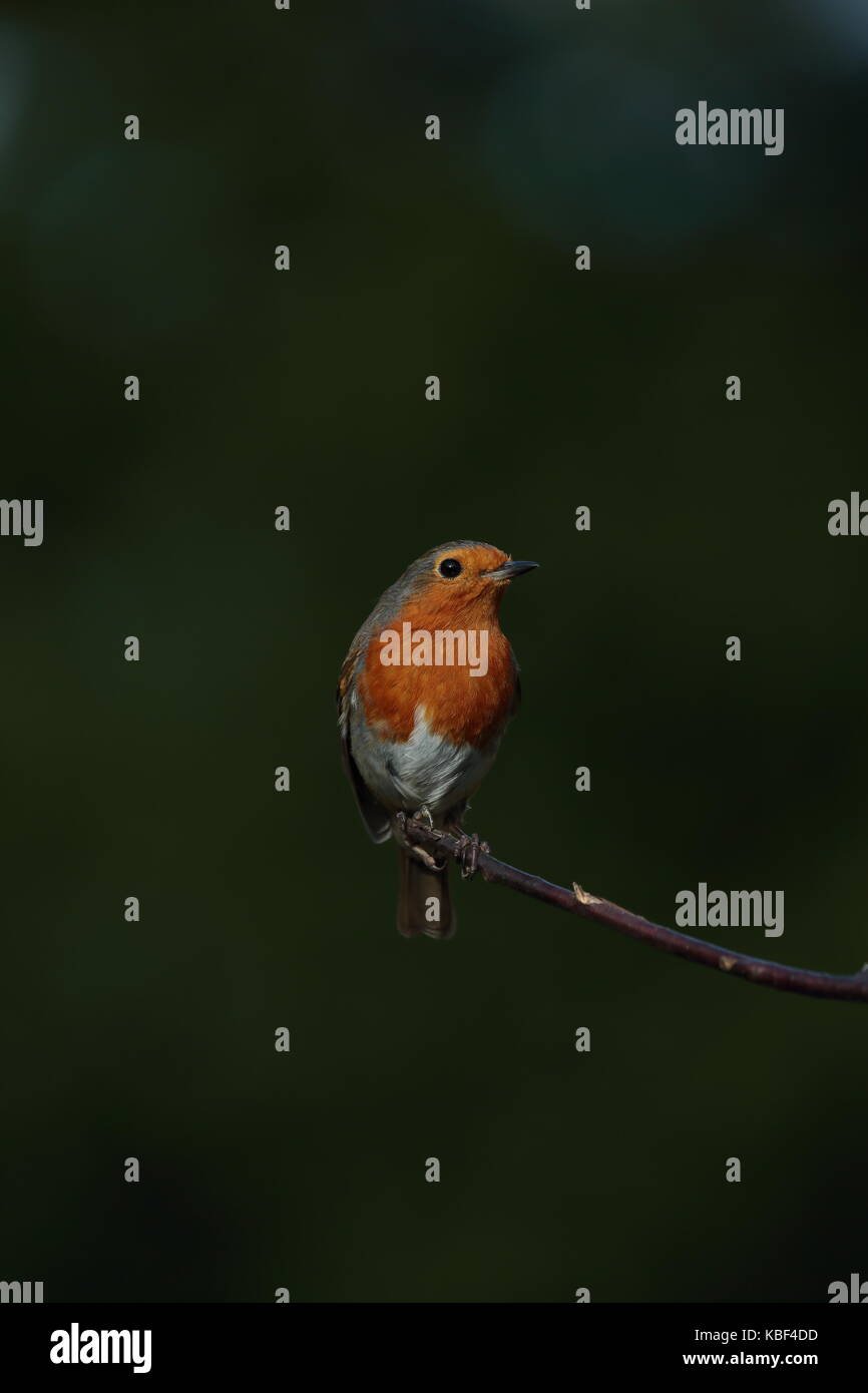 End of twig hi-res stock photography and images - Alamy