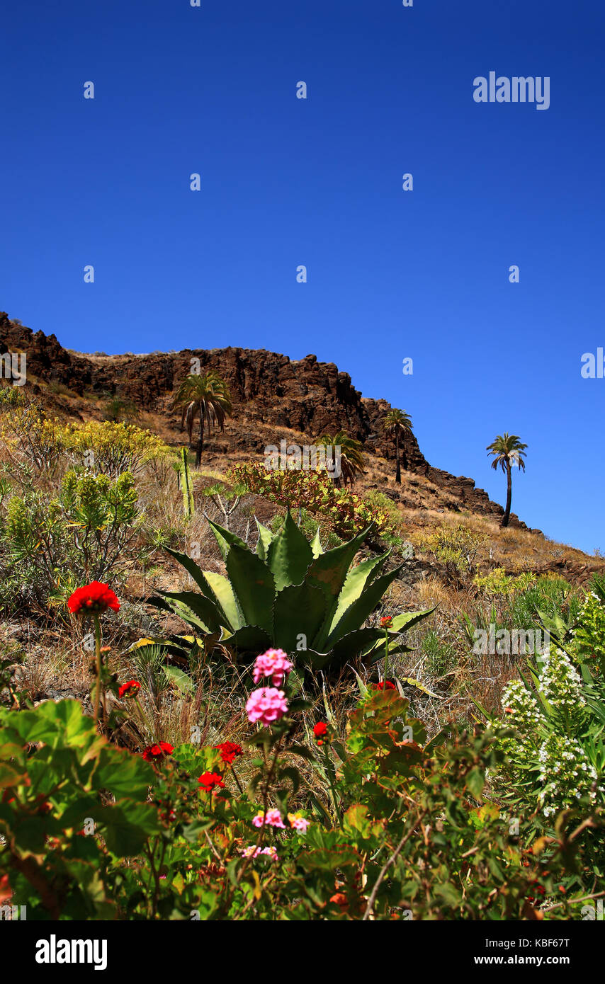 Flora of Gran Canaria, Canary Islands, Spain Stock Photo - Alamy