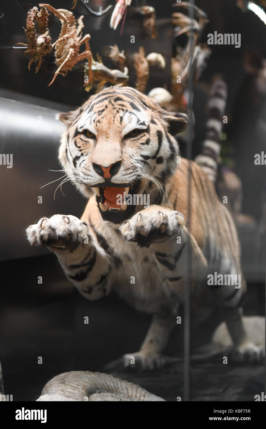 A stuffed tiger can be seen during the presentation of a new special ...