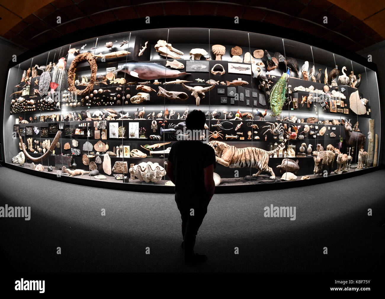 A man stands in front of a giant showcase during the presentation of a ...