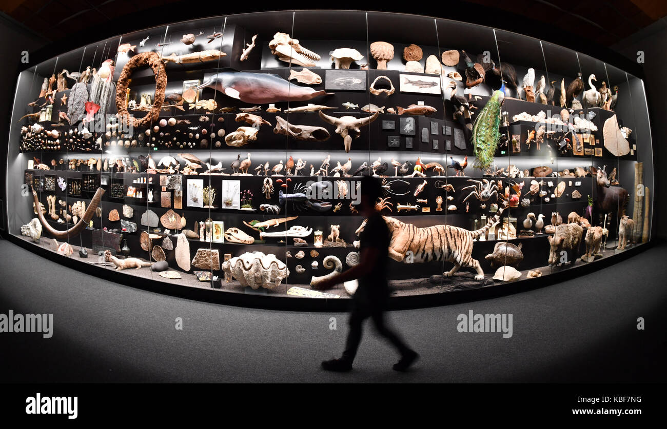 dpatop - A man stands in front of a giant showcase during the ...