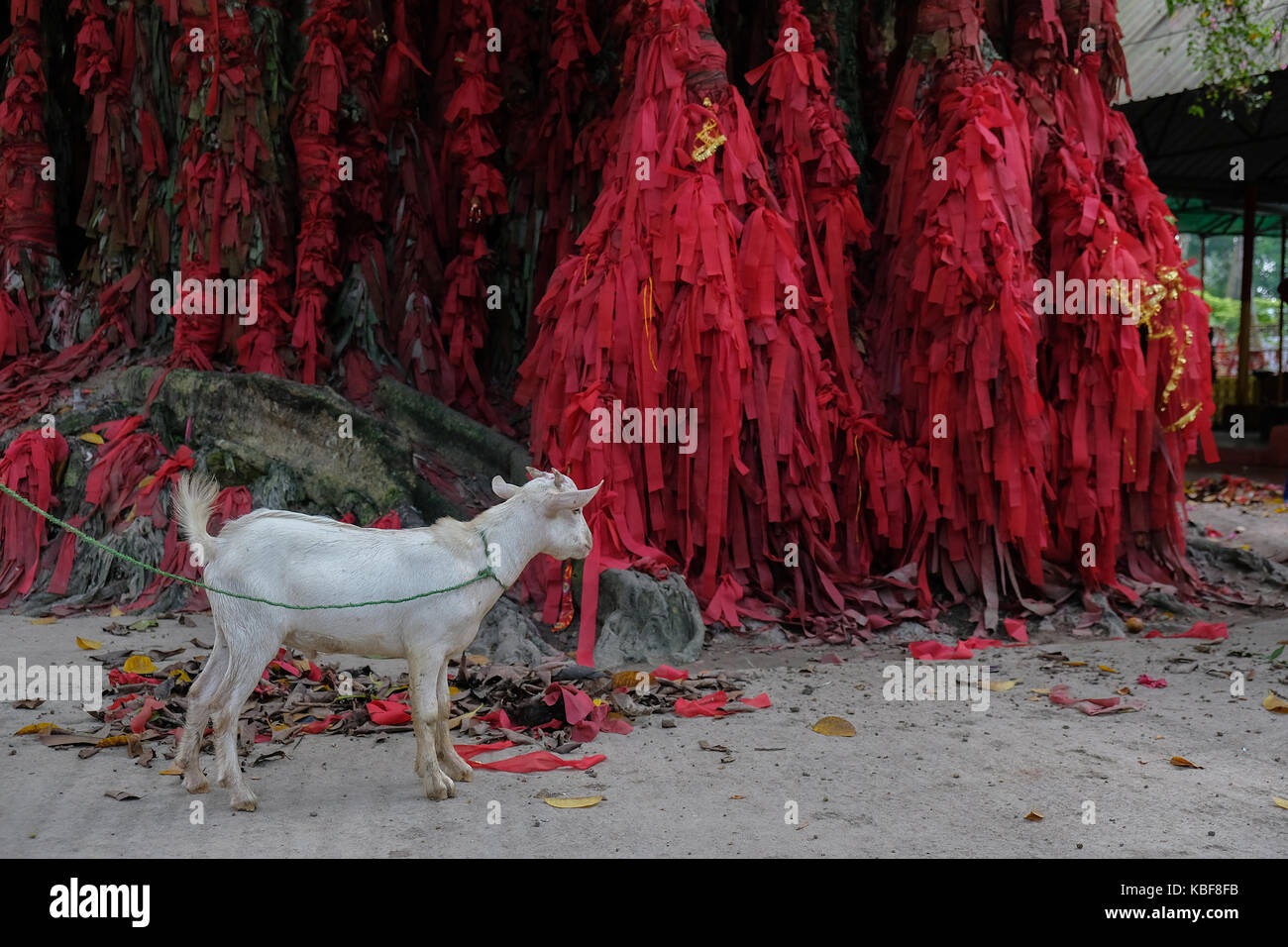 Goat sacrifice hi-res stock photography and images - Alamy