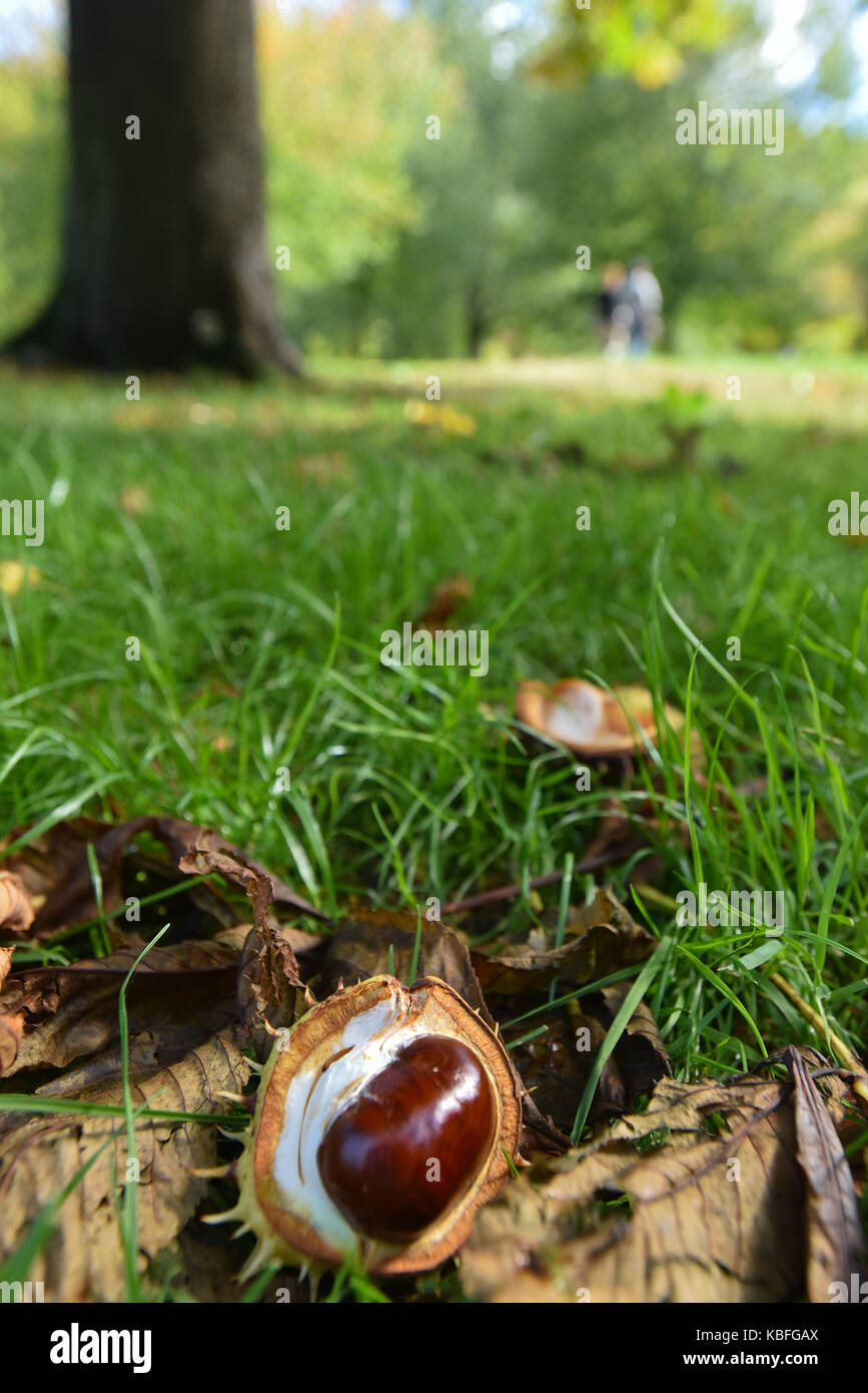 Green Park, London, UK. 30th Sep, 2017. Autumn, conkers start to fall ...