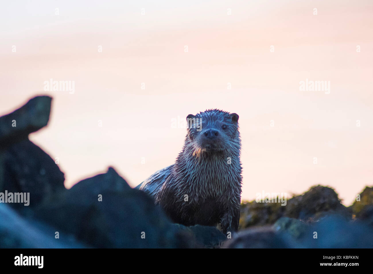 Otter at sunset Stock Photo - Alamy