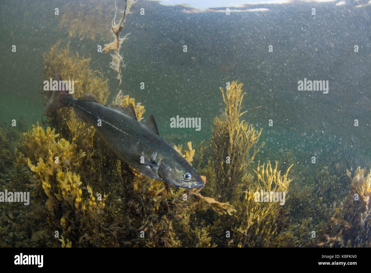 Adult underwater hi-res stock photography and images - Alamy