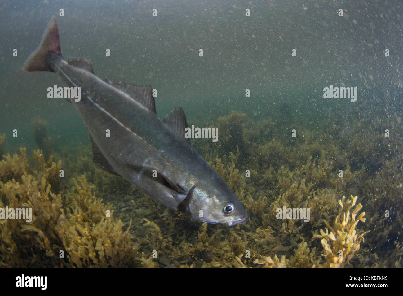 Pollock hi-res stock photography and images - Alamy