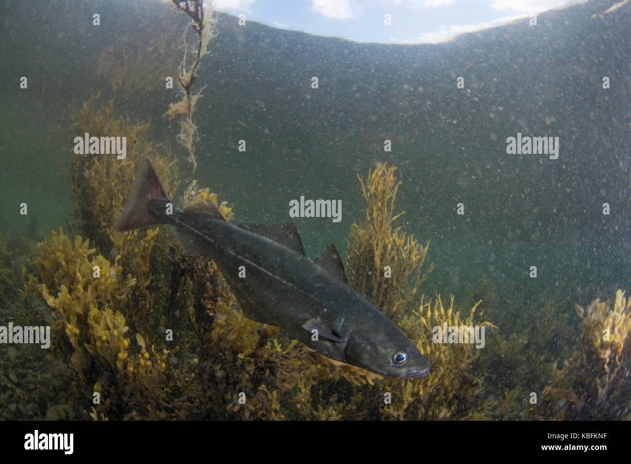 Pollock hi-res stock photography and images - Alamy