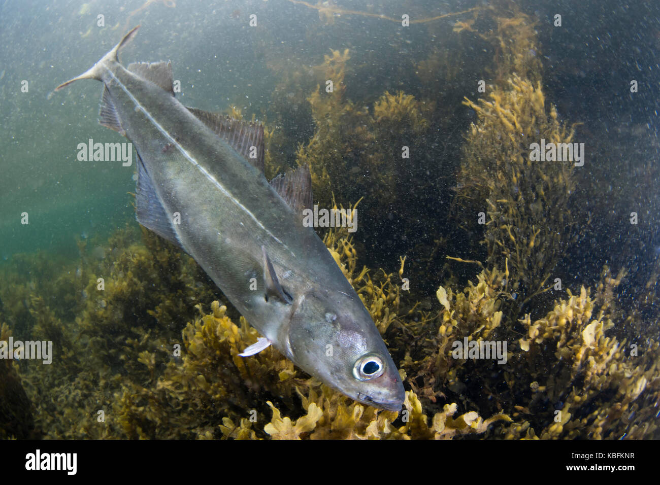 Saithe fish hi-res stock photography and images - Alamy