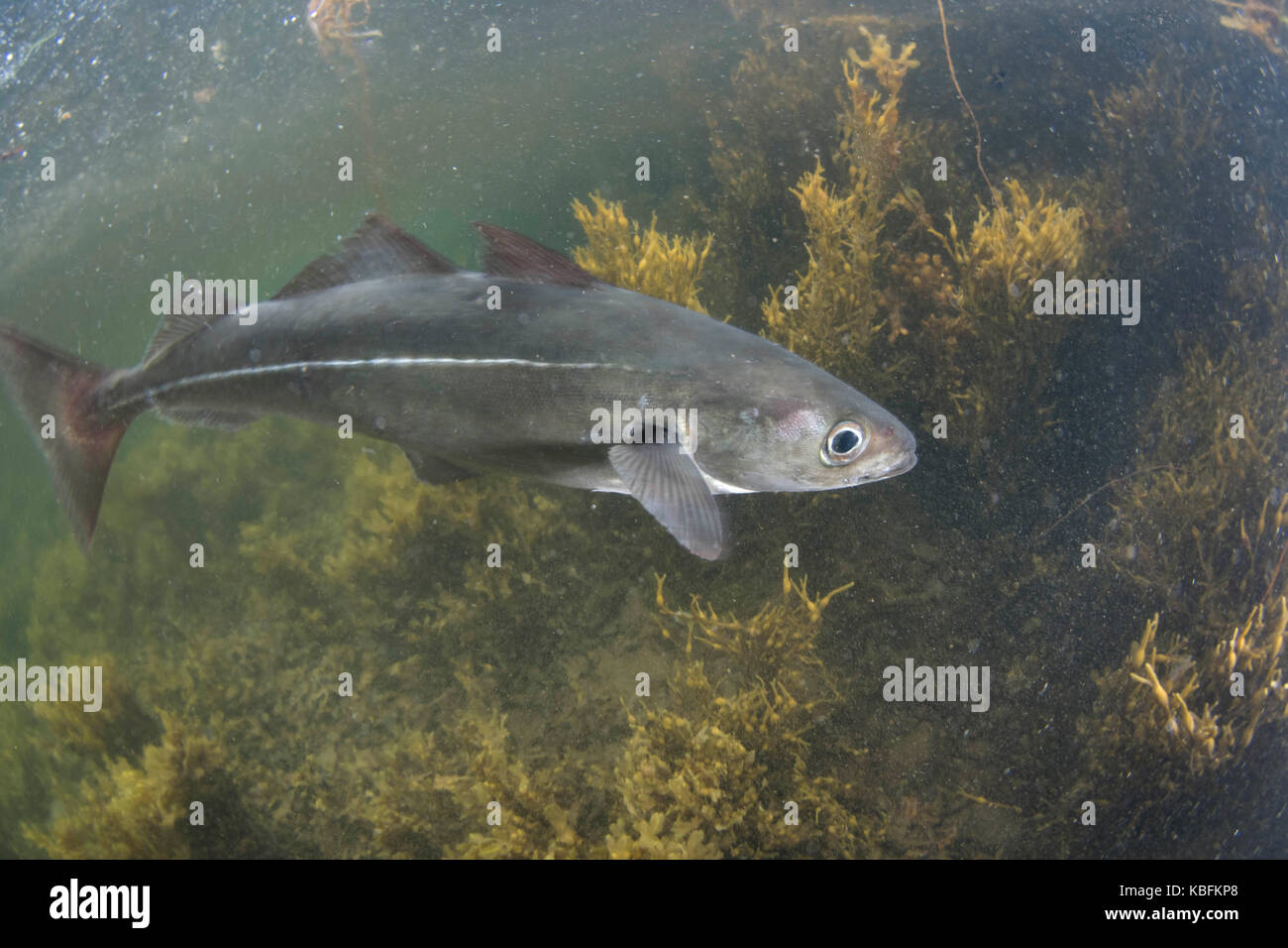 Coalfish underwater hi-res stock photography and images - Alamy
