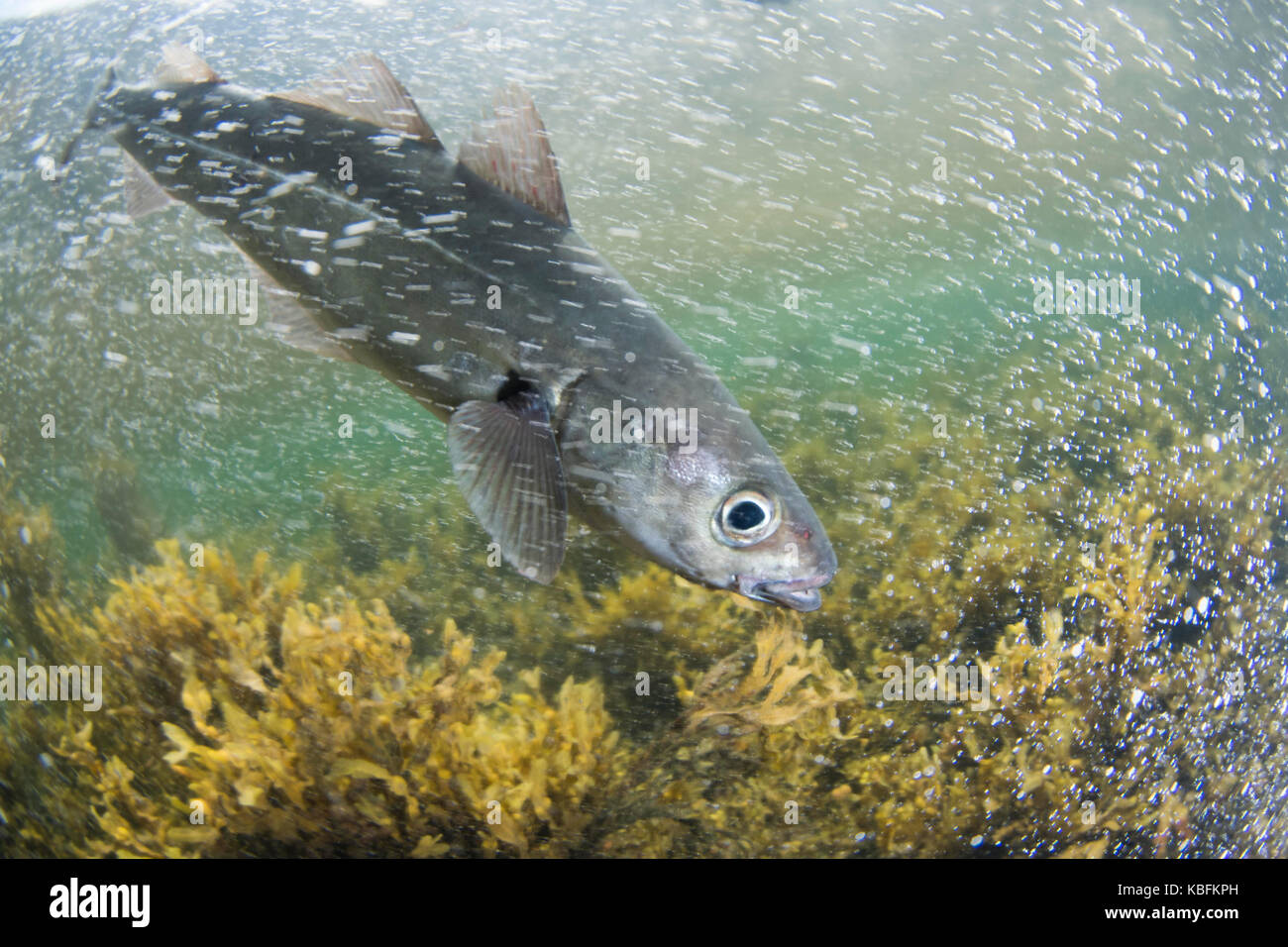 Pollachius virens hi-res stock photography and images - Alamy
