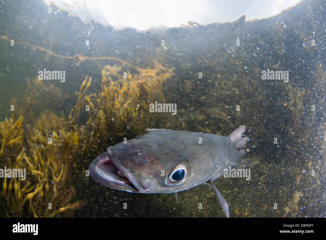 Coal fish hi-res stock photography and images - Alamy