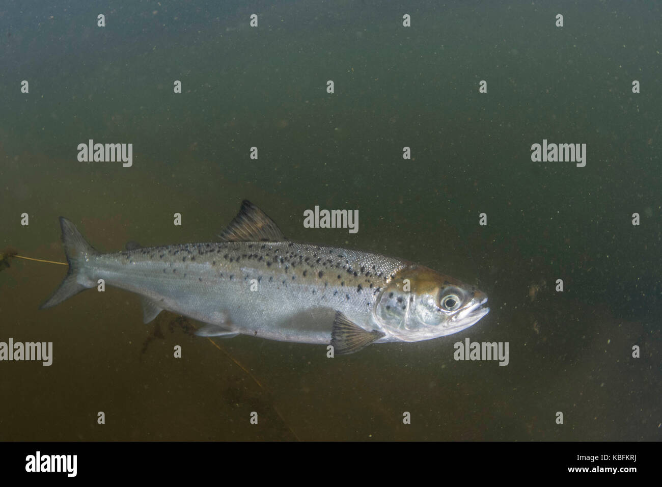 Atlantic salmon smolt Stock Photo - Alamy