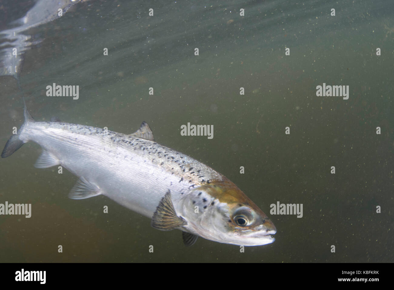 Atlantic salmon smolt Stock Photo - Alamy