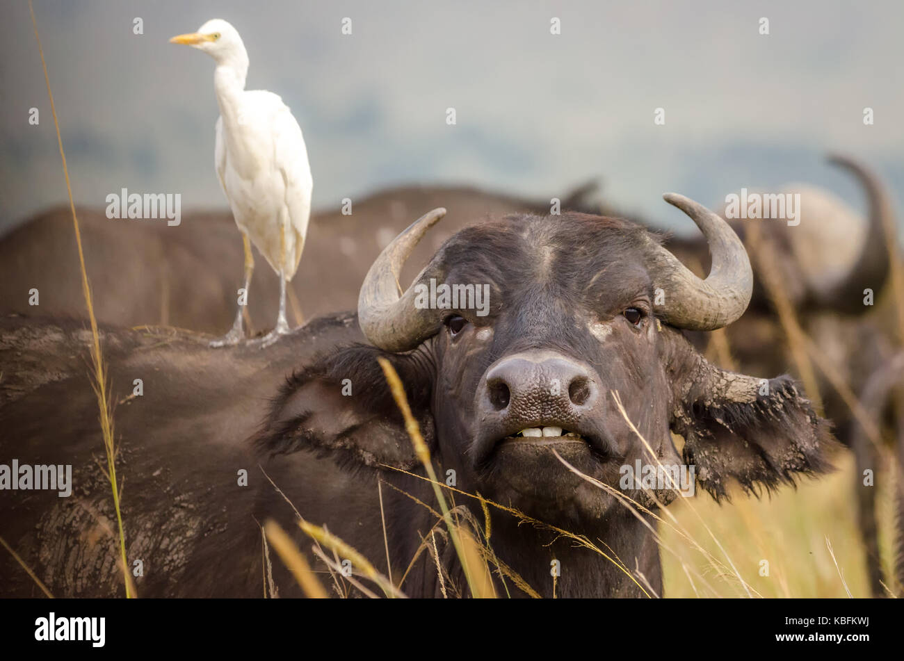 A buffalo shows us his teeth as an egret looks on, Masai Mara, Kenya ...