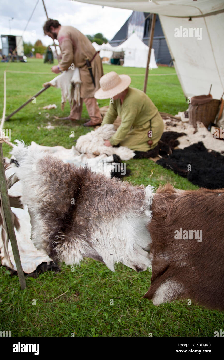 Tawing sheep and goat skins at East Anglian Living History Festival in ...
