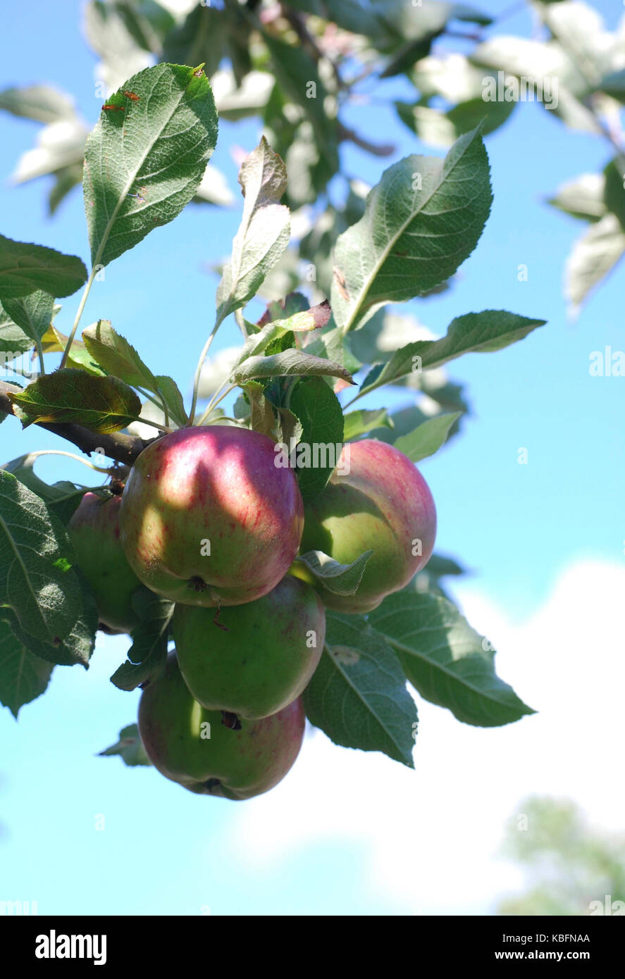 Ripe Apples ready for picking Stock Photo - Alamy