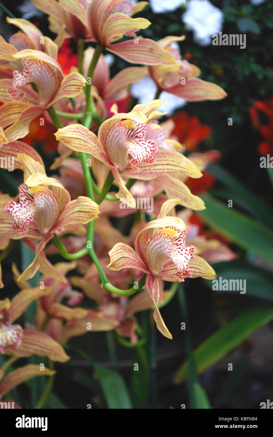 Washington park botanical garden hi-res stock photography and images ...