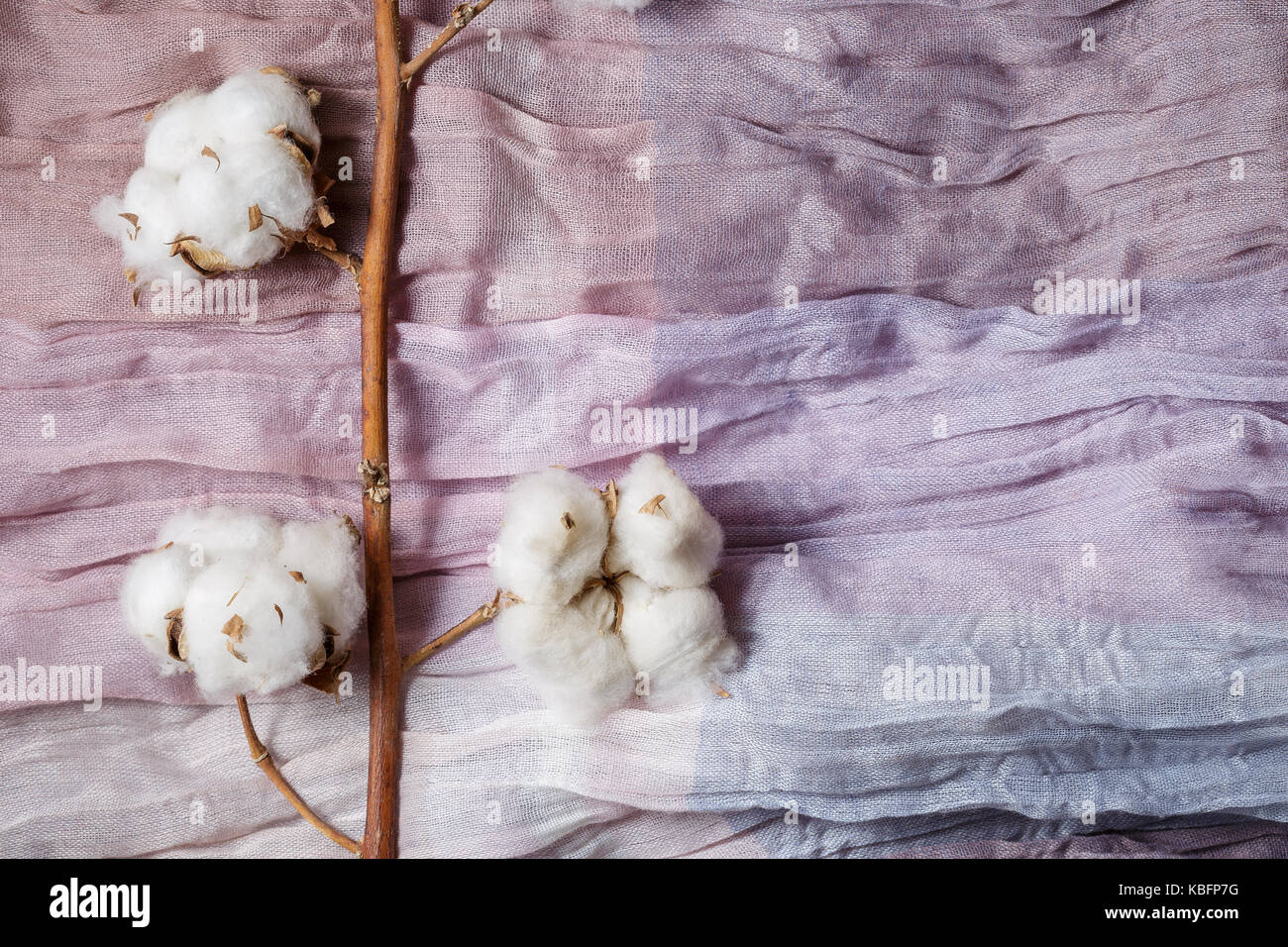 Cotton plant flower branch with purple and pink fabric Stock Photo - Alamy