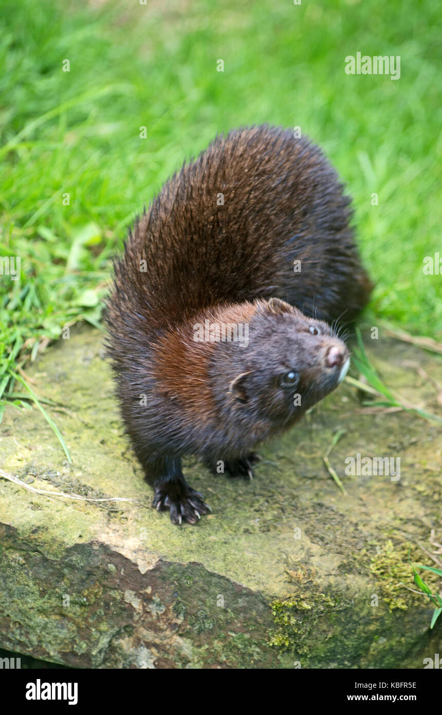 American Mink, Neovison Vison, Surrey, Captive Stock Photo - Alamy