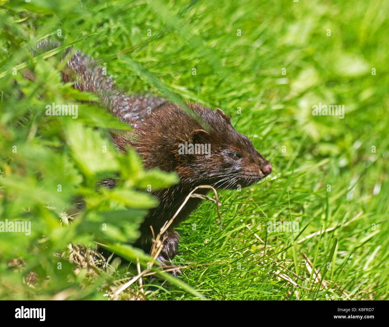 American Mink, Neovison Vison, Surrey, Captive Stock Photo - Alamy