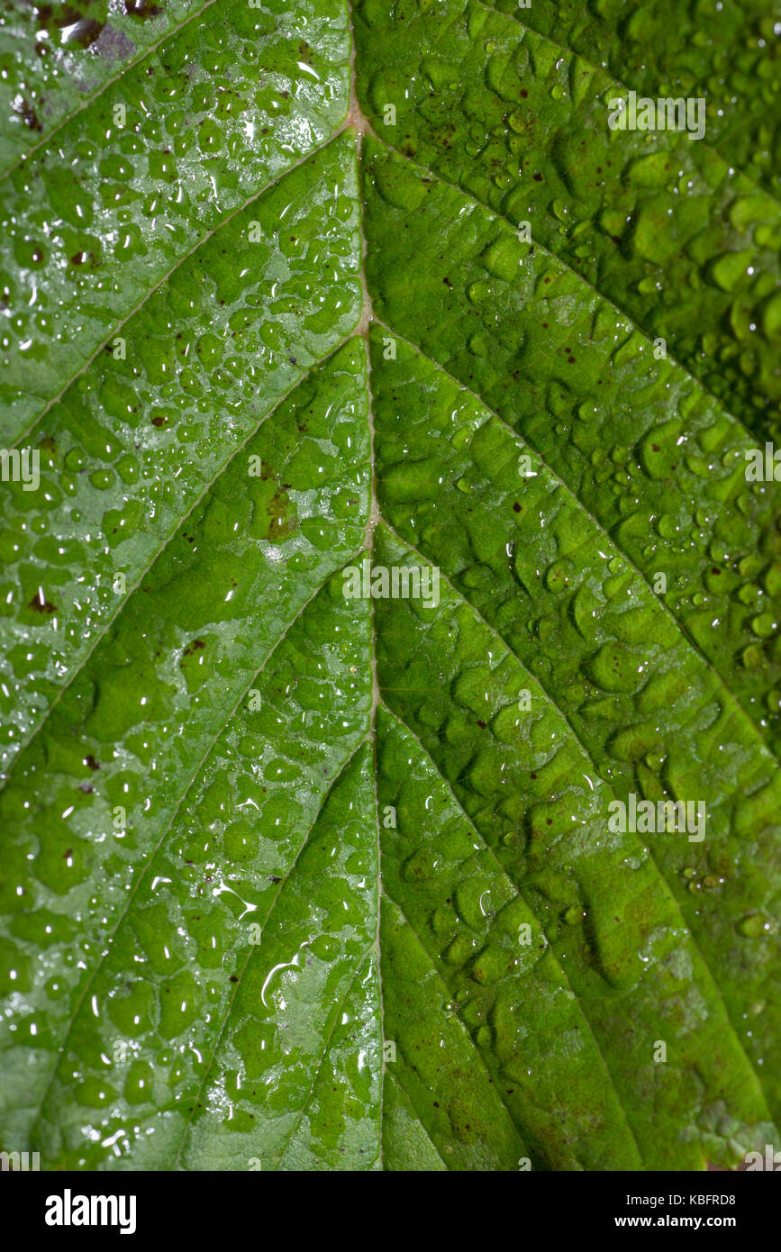 Leave nature hi-res stock photography and images - Alamy