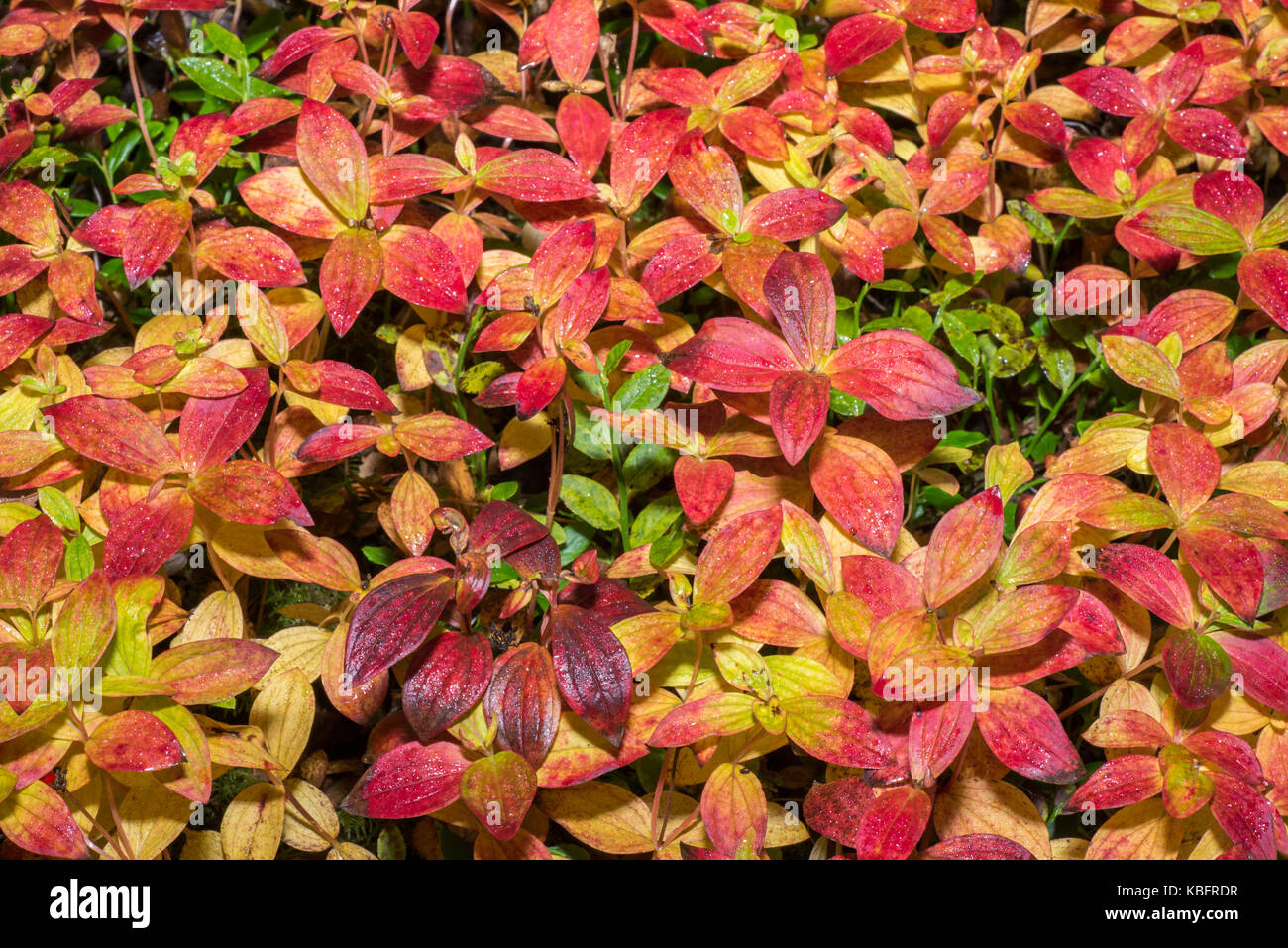 Abstract red leaves hi-res stock photography and images - Alamy