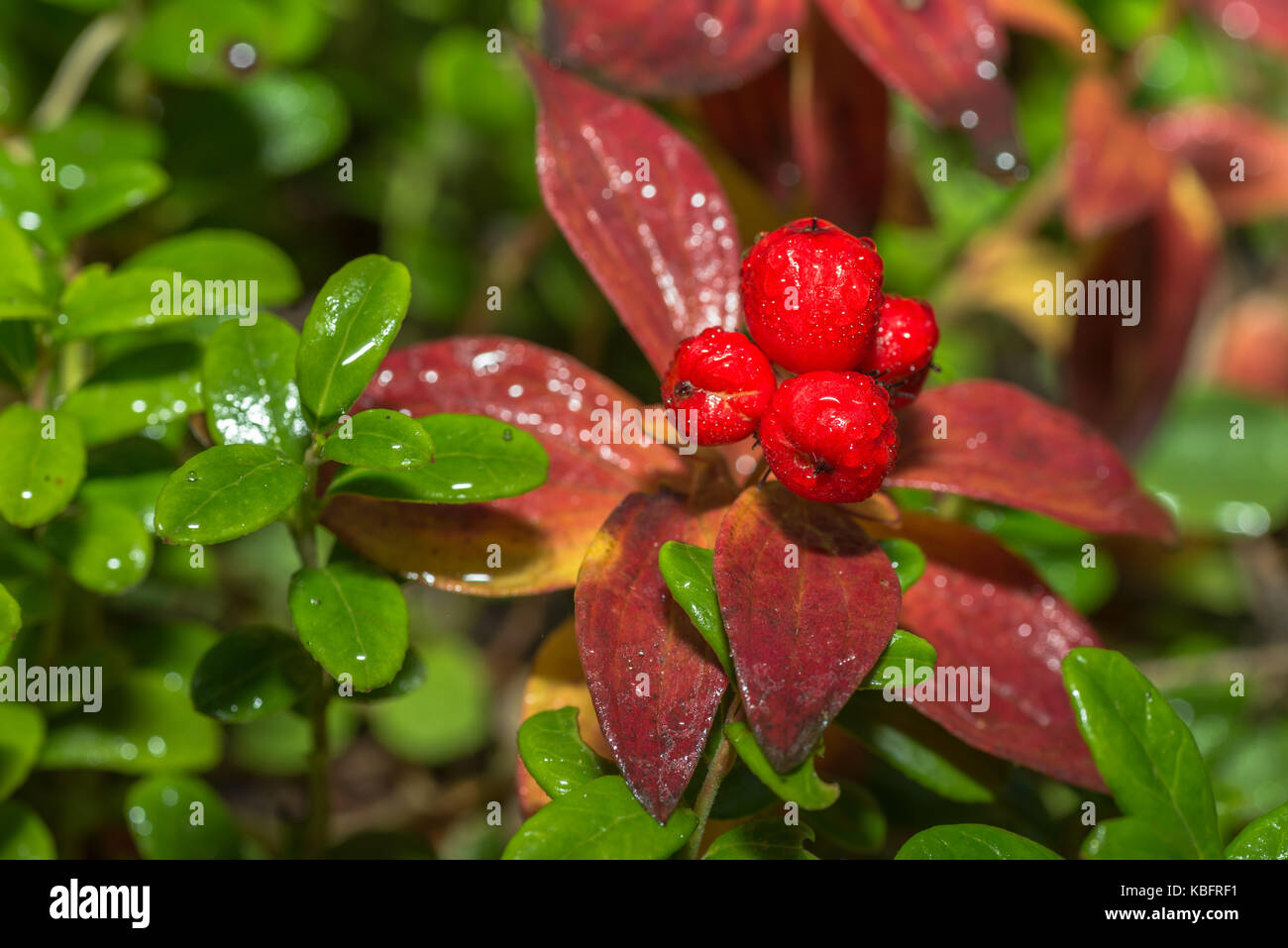 Dwarf cornel berries Stock Photo - Alamy