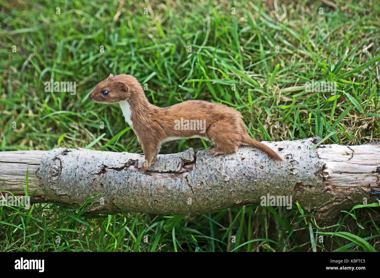 Weasel, Mustela Mivalis, Surrey, England Captive Stock Photo - Alamy