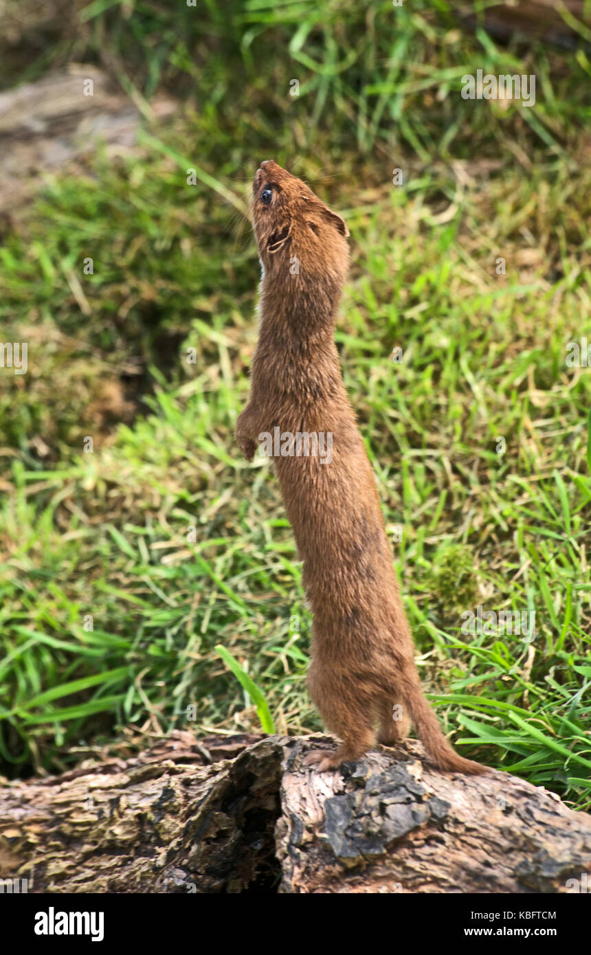 Weasel, Mustela Mivalis, Surrey, England Captive Stock Photo - Alamy