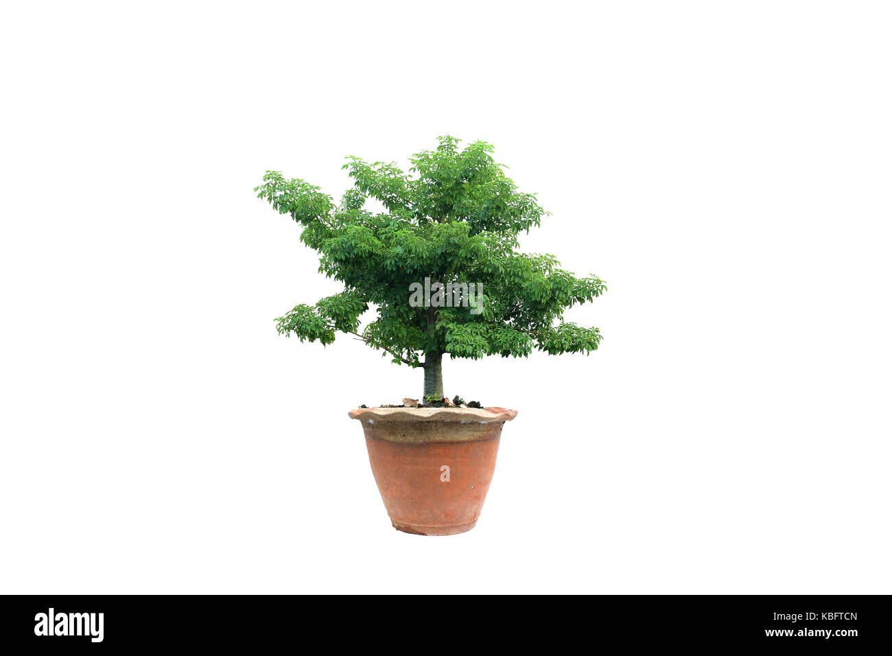 tree on isolated Stock Photo - Alamy