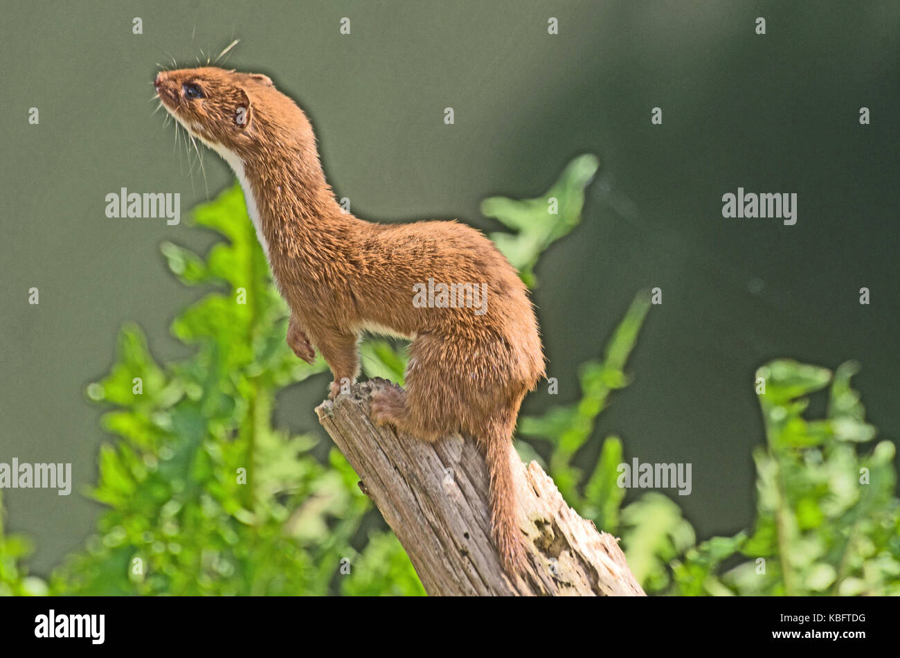 Weasel, Mustela Mivalis, Surrey, England Captive Stock Photo - Alamy