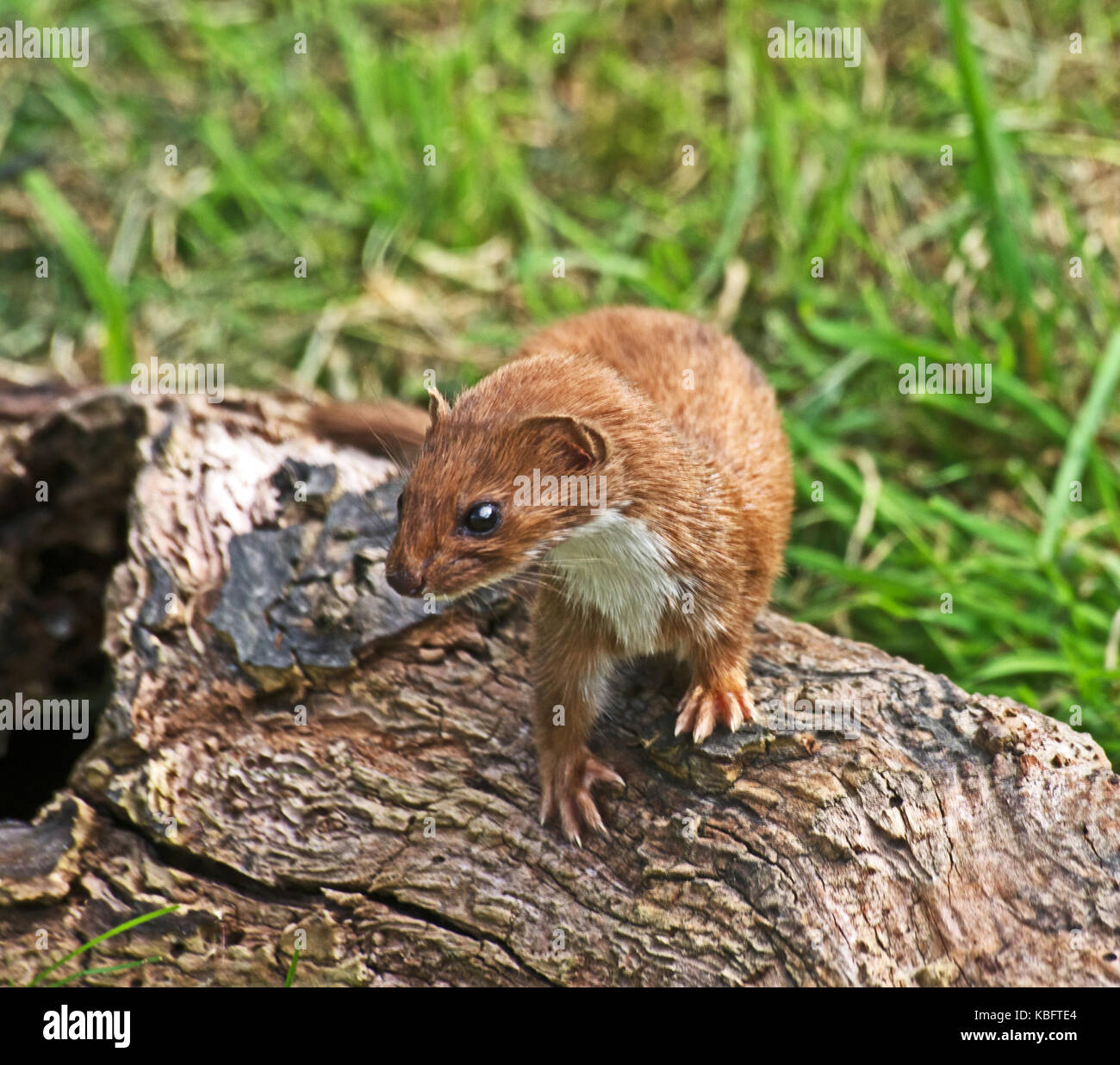 Weasel, Mustela Mivalis, Surrey, England Captive Stock Photo - Alamy