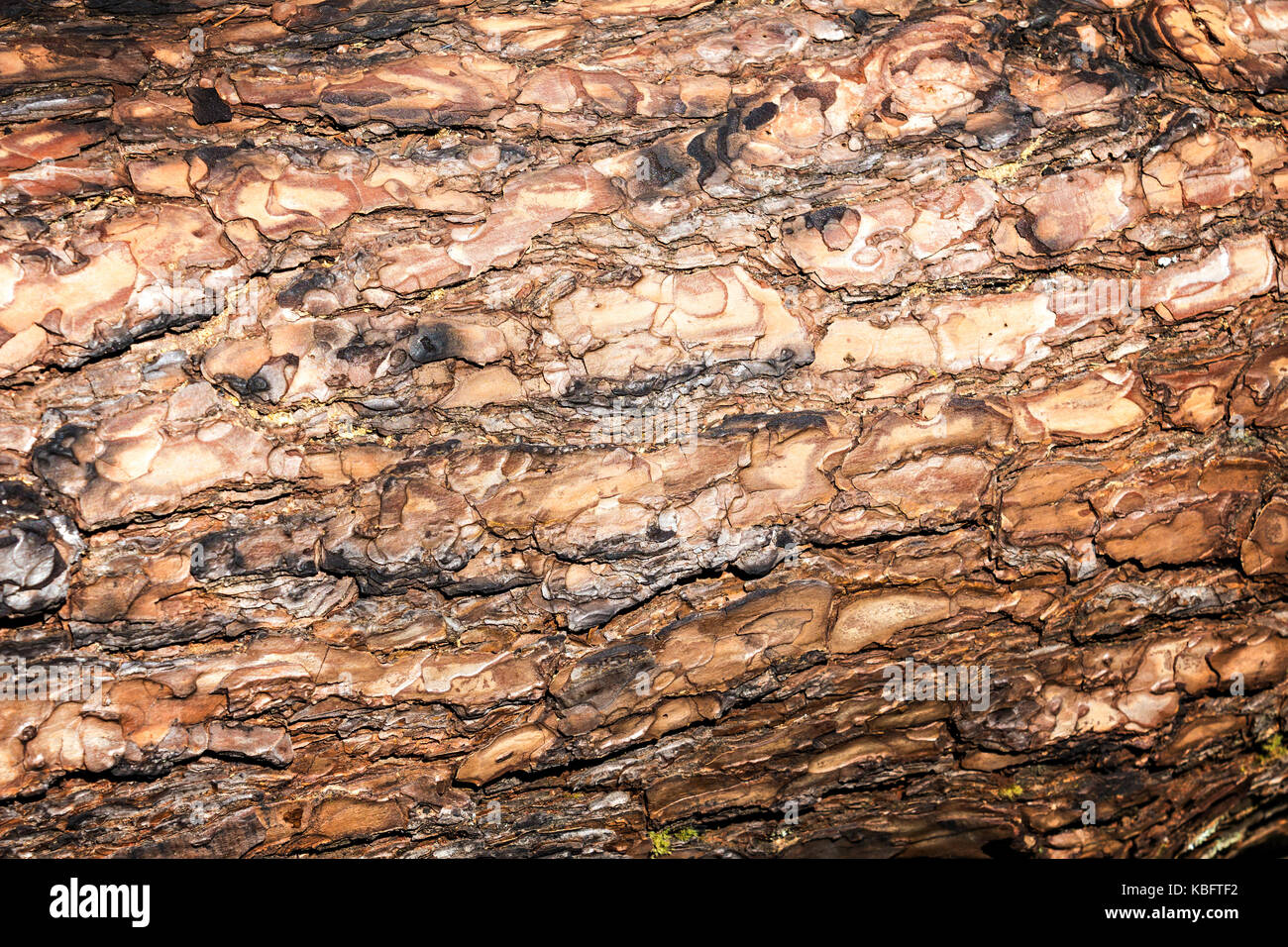 Bark of Pine Tree, pattern and texture Stock Photo - Alamy