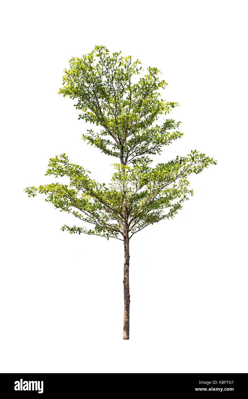 Tree isolated on white background Stock Photo - Alamy