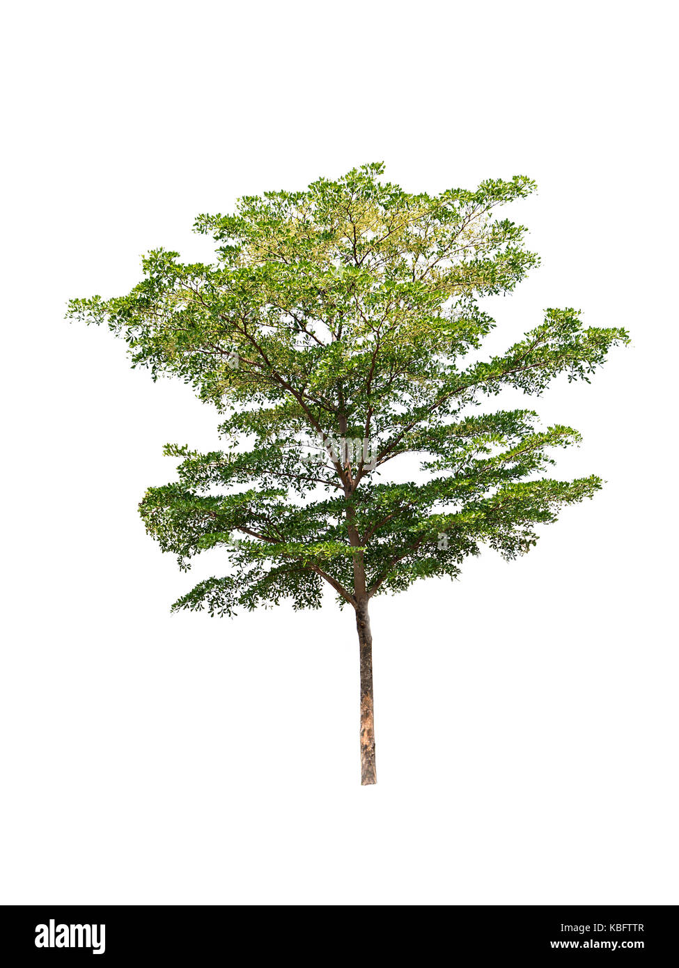 Tree isolated on white background Stock Photo - Alamy