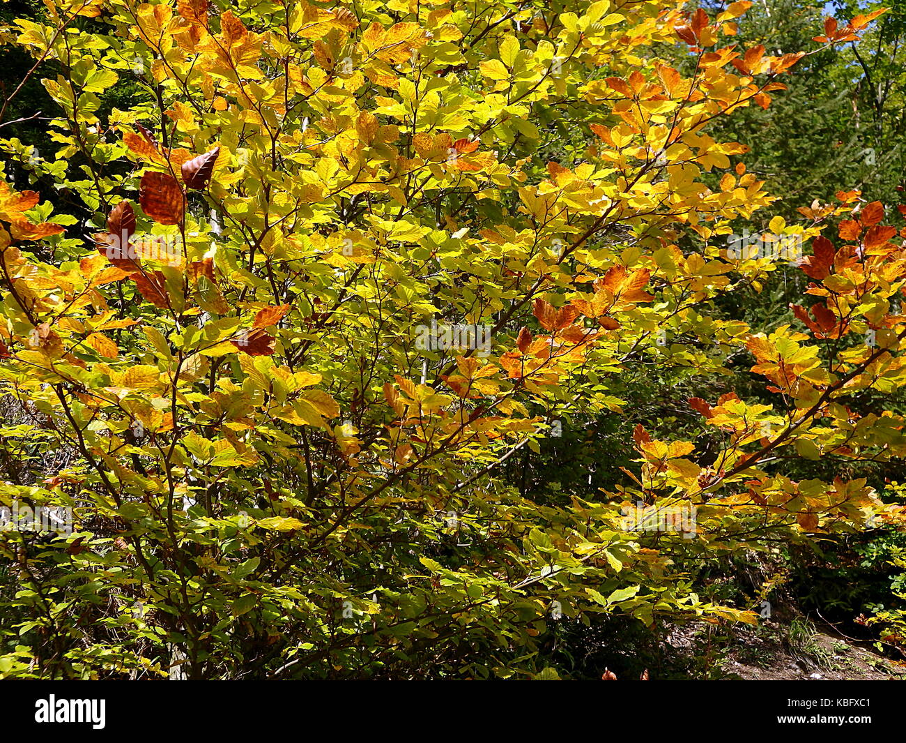Colorful deciduous tree in autumn, (Fagus sylvatica), Colored beech ...