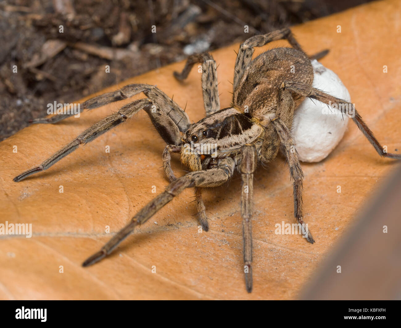 Hogna radiata hi-res stock photography and images - Alamy
