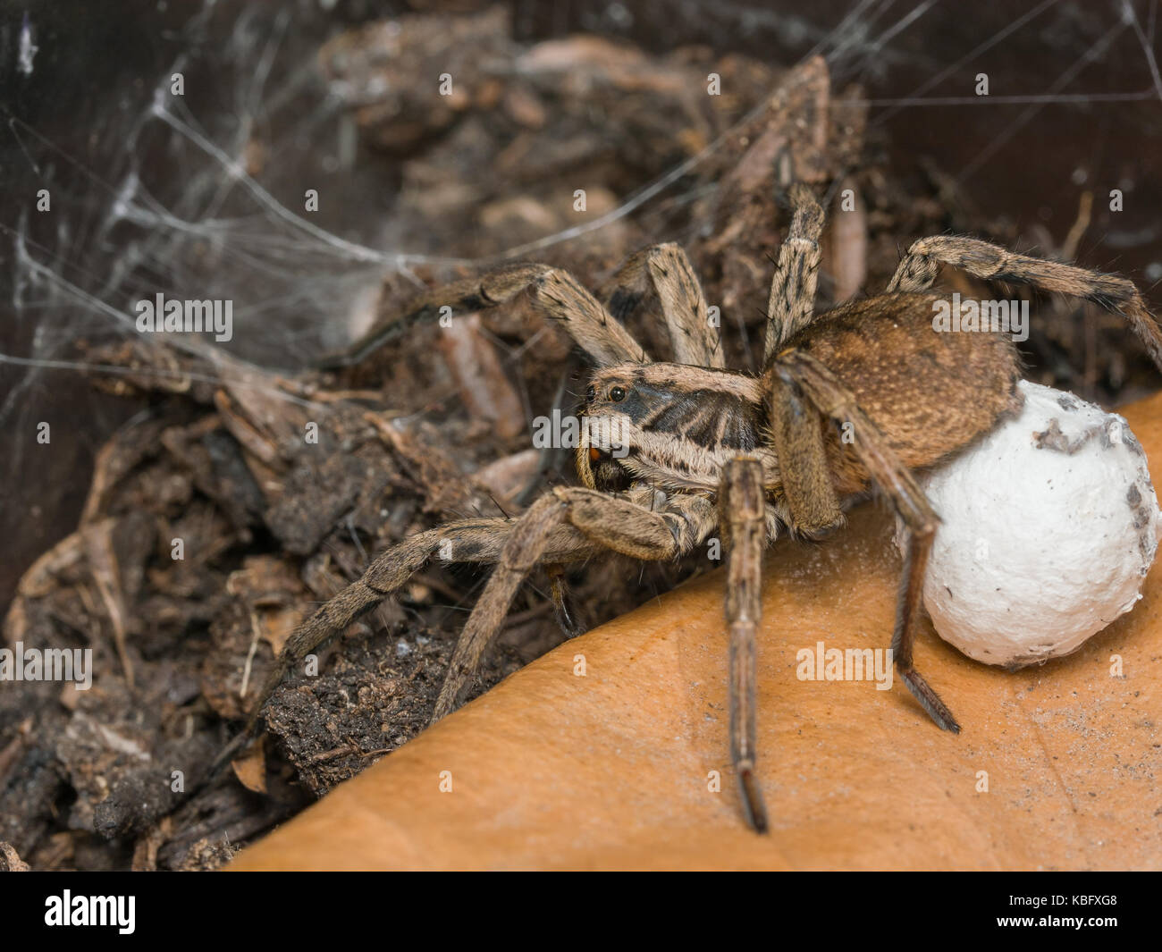 Hogna radiata hi-res stock photography and images - Alamy