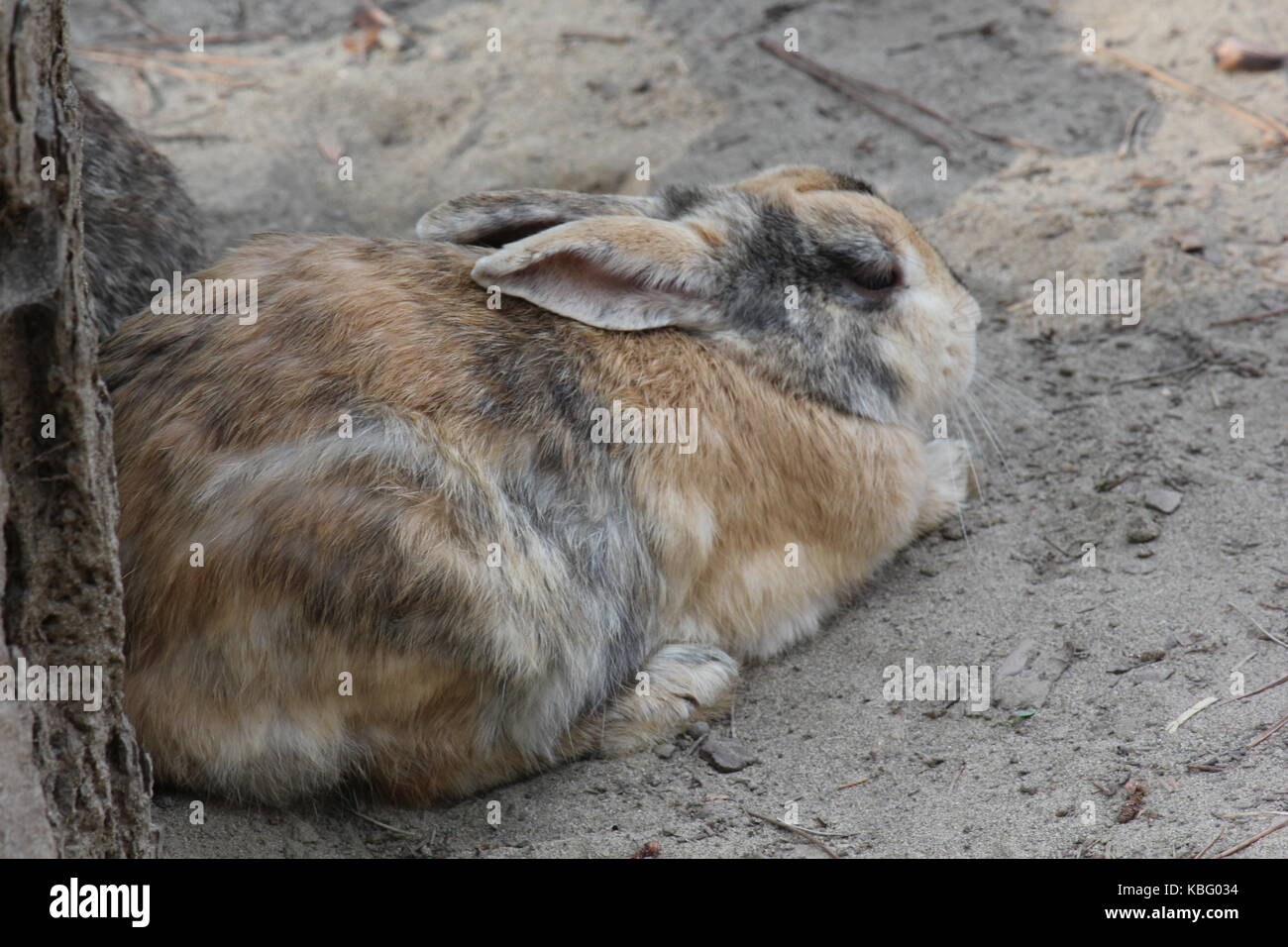 MARINA DI MASSA, ITALY - AUGUST 22 2015: Multicoloured rabbit standing ...