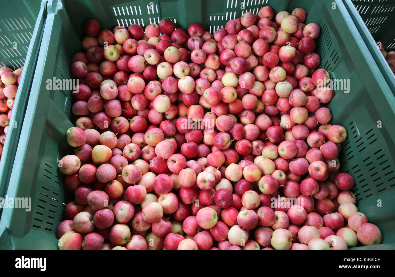 red APPLES inside the container for sale in the wholesale fruit and ...