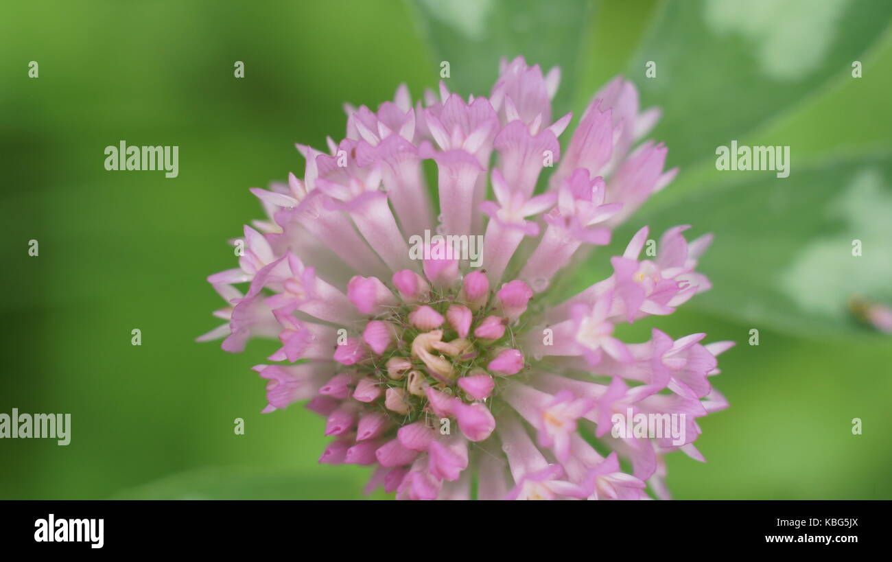 Pink flower in green background Stock Photo - Alamy