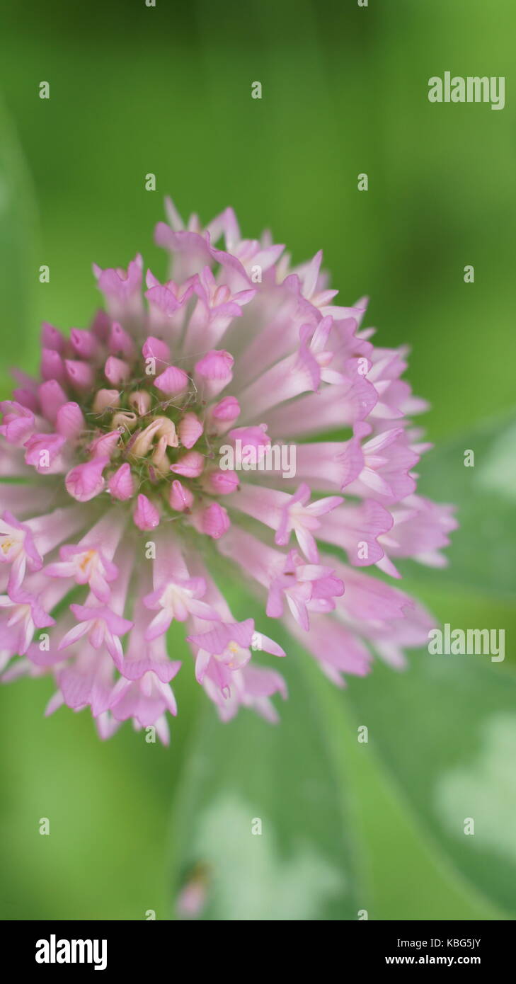 Pink flower in green background Stock Photo - Alamy