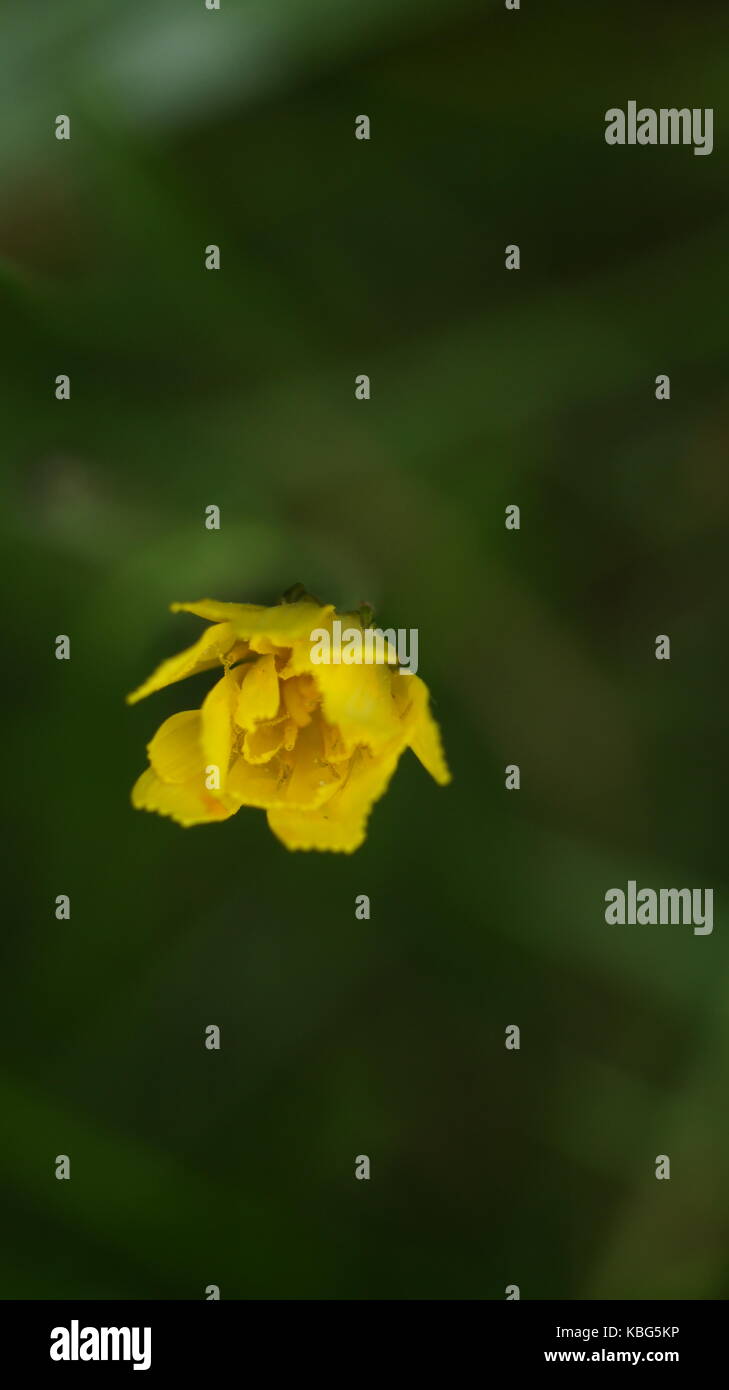 Yellow flower in green background Stock Photo - Alamy